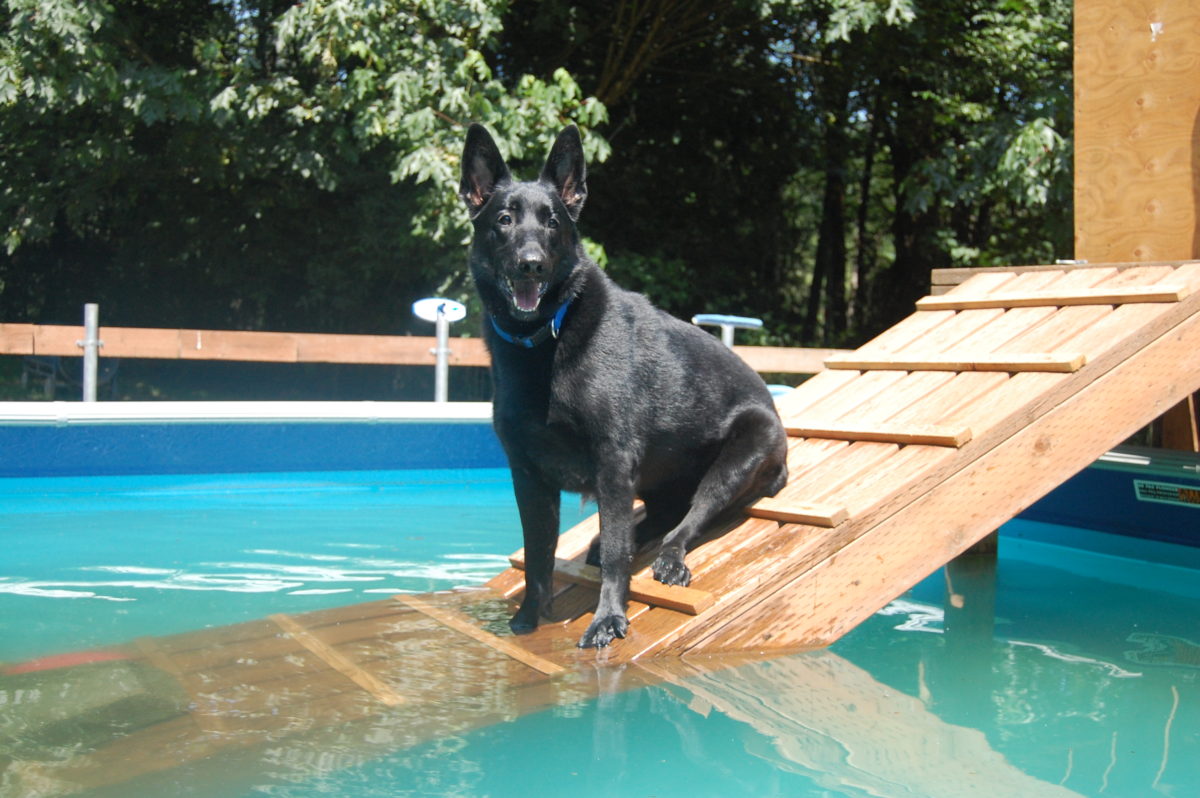 Dog Boarding Special Activities Peninsula Pet Lodges Dog Boarding Special Activities Peninsula Pet Lodges