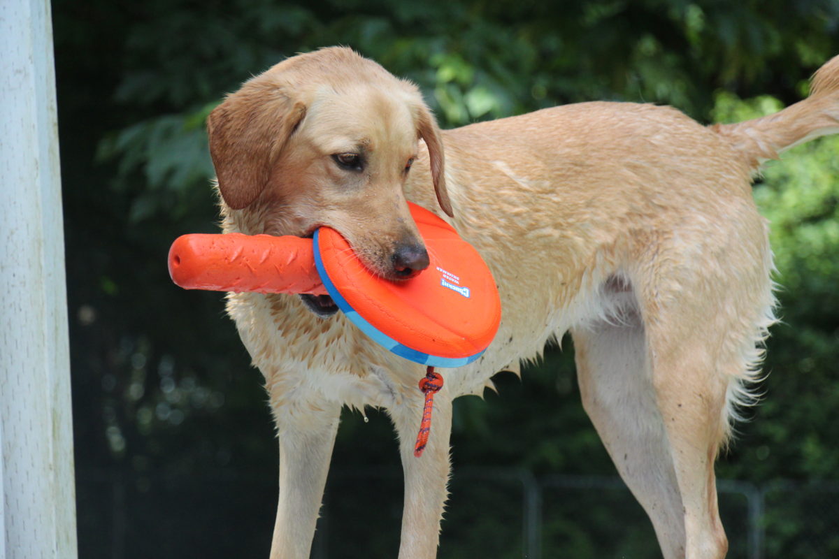 Dog Boarding Special Activities Peninsula Pet Lodges Dog Boarding Special Activities Peninsula Pet Lodges